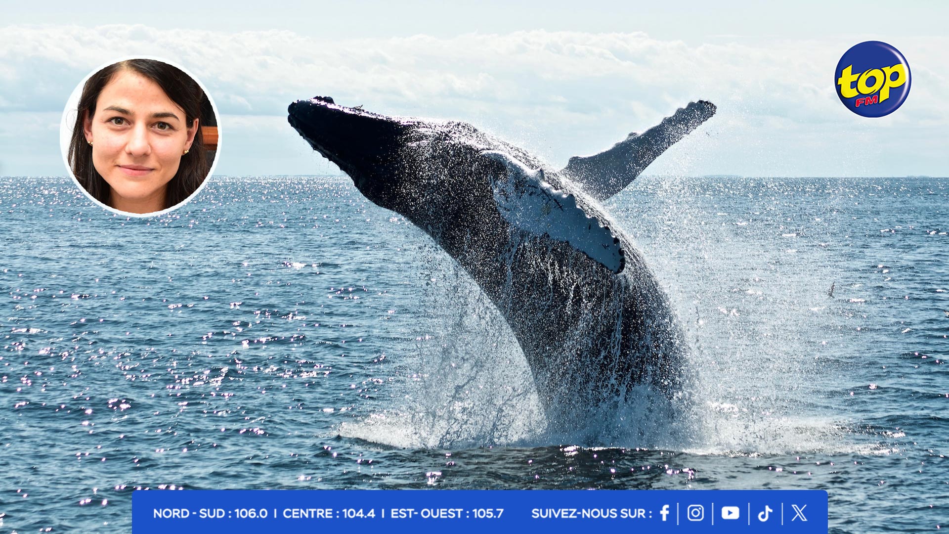 Activités nautiques : Le non-respect de nos lois et le harcèlement de nos baleines et dauphins ...