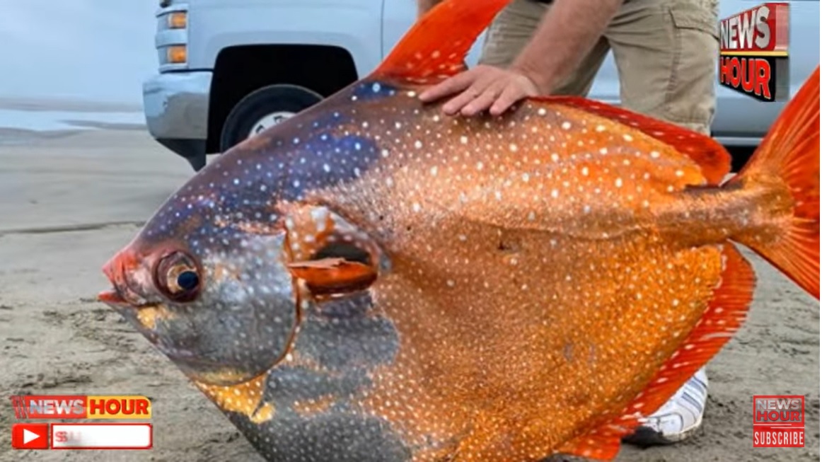 Changement climatique : Un énorme poisson lune s’échoue sur la côte ...