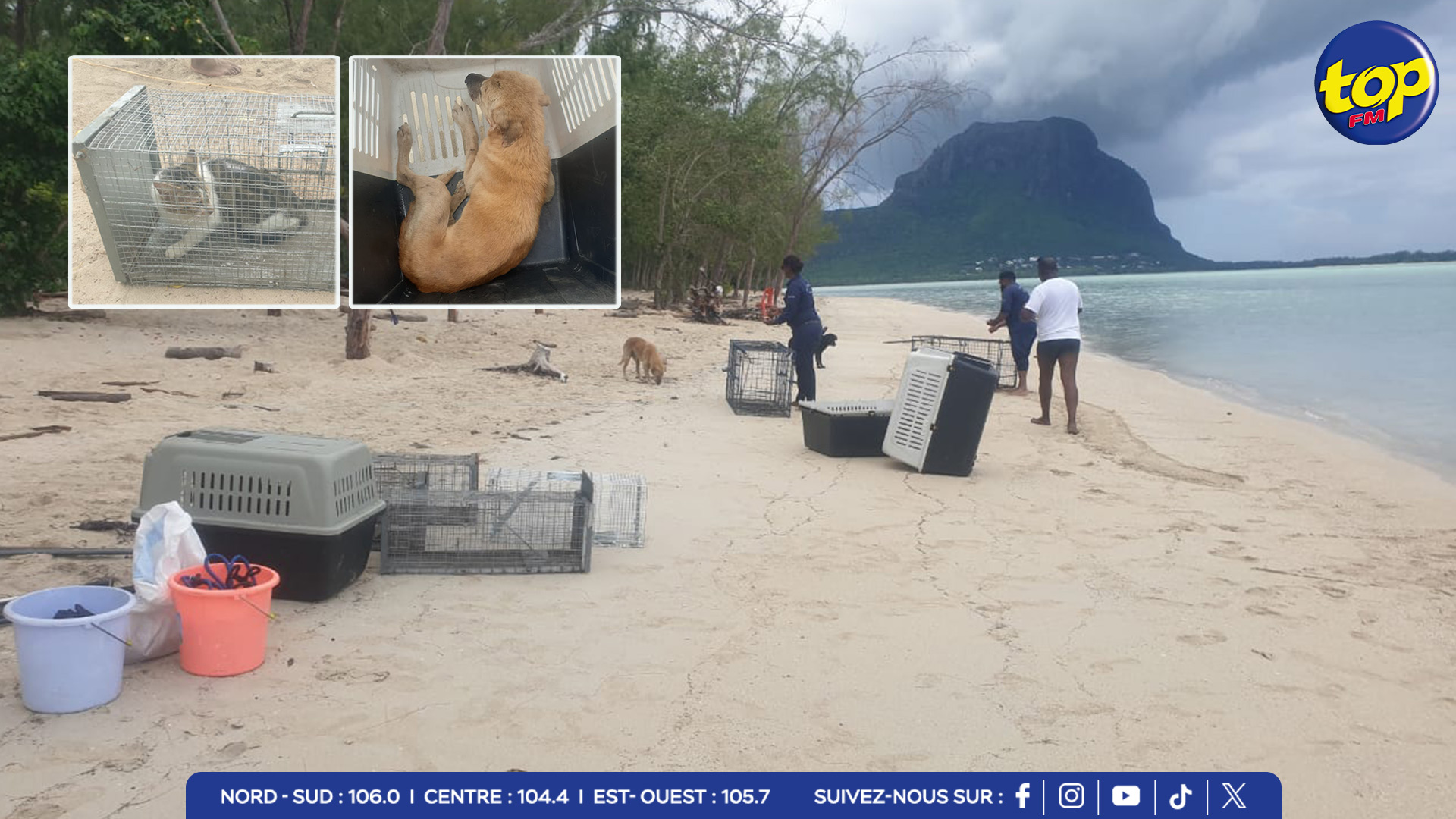 île-aux-Bénitiers : La MSAW rapatrie les chiens et chats | TOP FM Mauritius