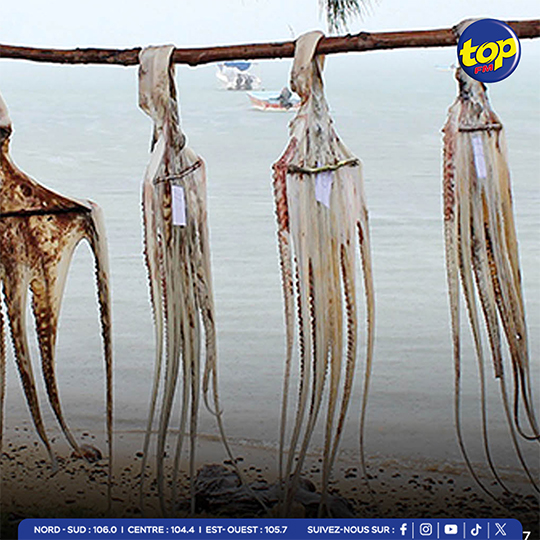 Ouverture de la pêche à l'ourite à Rodrigues : une augmentation de 94 % ...