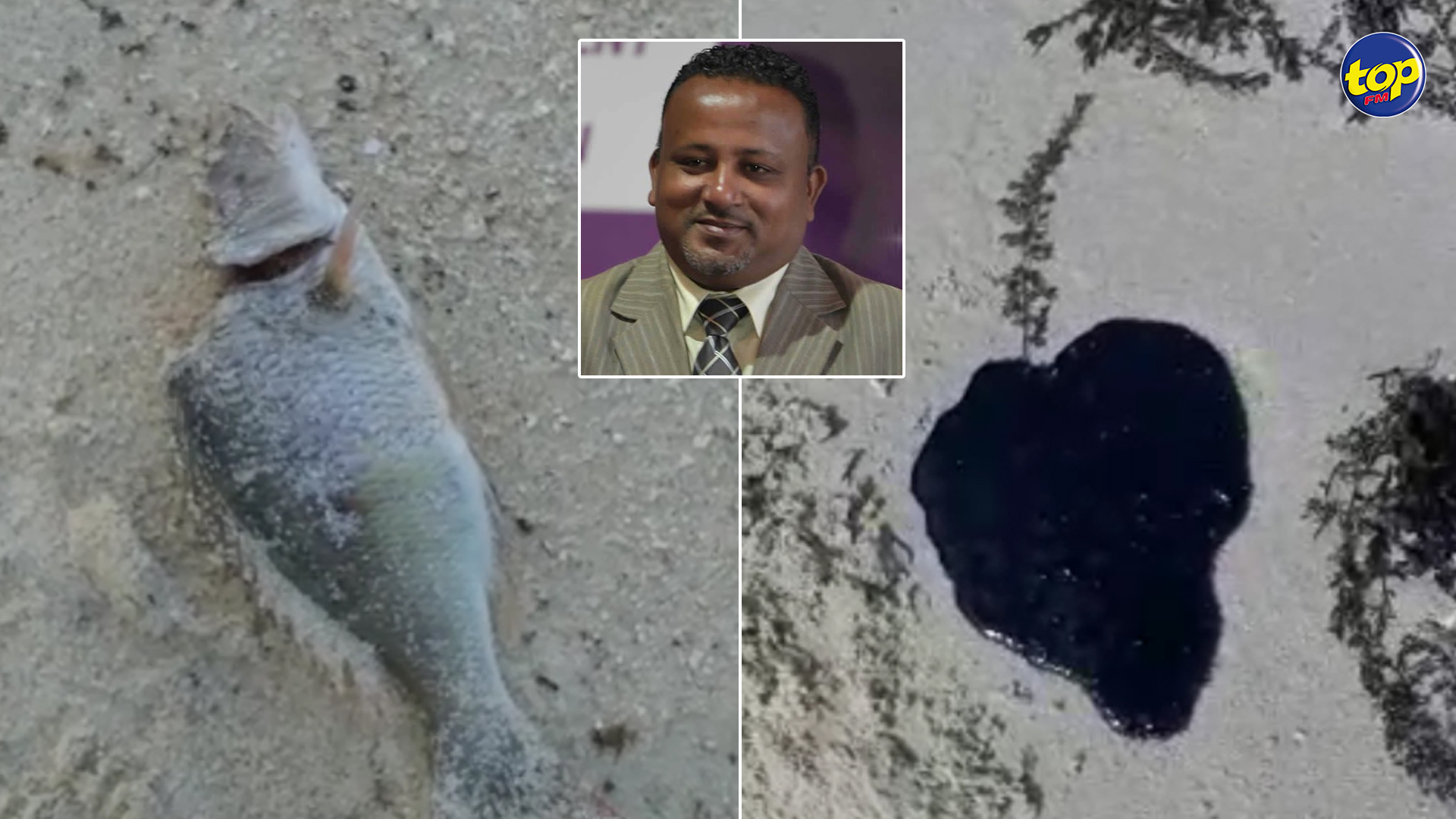 Traces d’huile et poissons morts découverts sur la plage de Pointe d ...